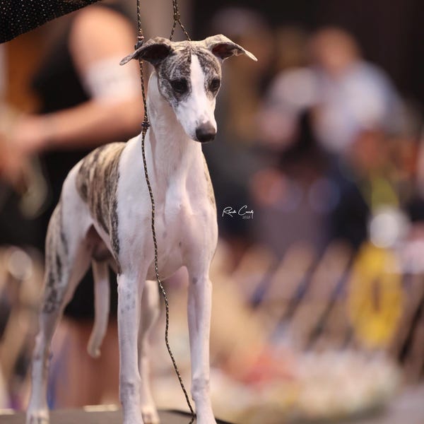 Personalized Pet Tag Elven Scrollwork With Celtic Border Custom Dog Cat ...