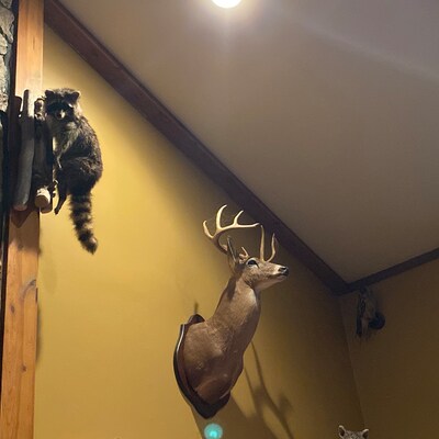 Big 5 Point DOUBLE MAIN BEAMS Whitetail Deer Shed Antler Taxidermy Log ...