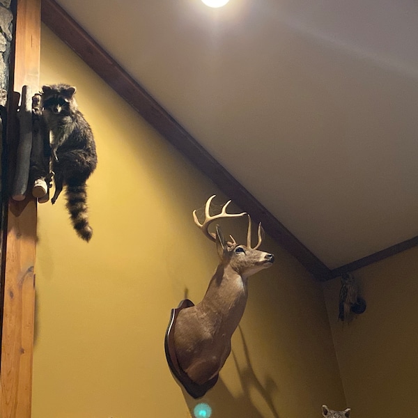 Taxidermy, a Pair, of X X Mating Stoat or Long-tailed Weasels Ermine ...