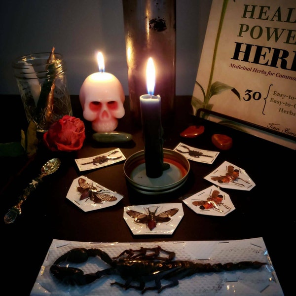 OVERSTOCK: Spread Penthicodes Pulchella, Lanternflies 2-pack - Etsy