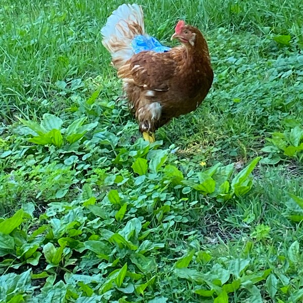 Bogo 5+2 FREE Chicken Jackets. Chicken Saddles. Hen Apron. Hen Jackets ...