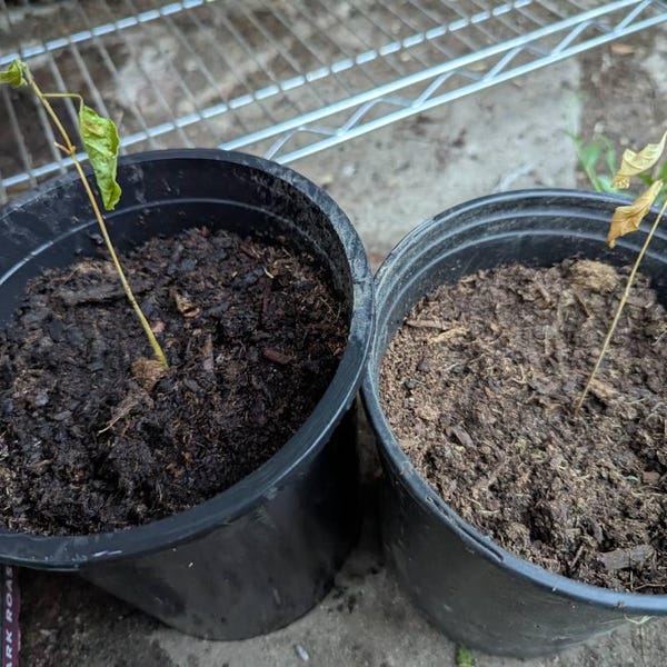 Theobroma Cacao Amelonado/forastero Live Rooted Plant Tree - Etsy