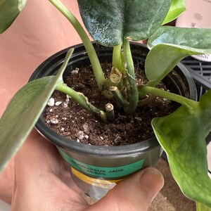 Money Tree - Braided - Pachira Aquatica - Easy Care House Plant - Live ...