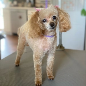 BSR Quilting Ruler Work Foot Compatible With Bernina BSR - Etsy