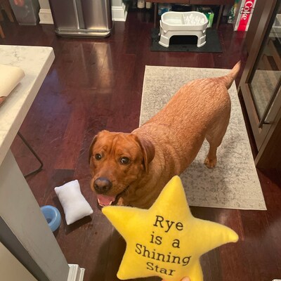 Star Personalized DOG Toy Handmade Funny Dog Toy Gift for Dog - Etsy