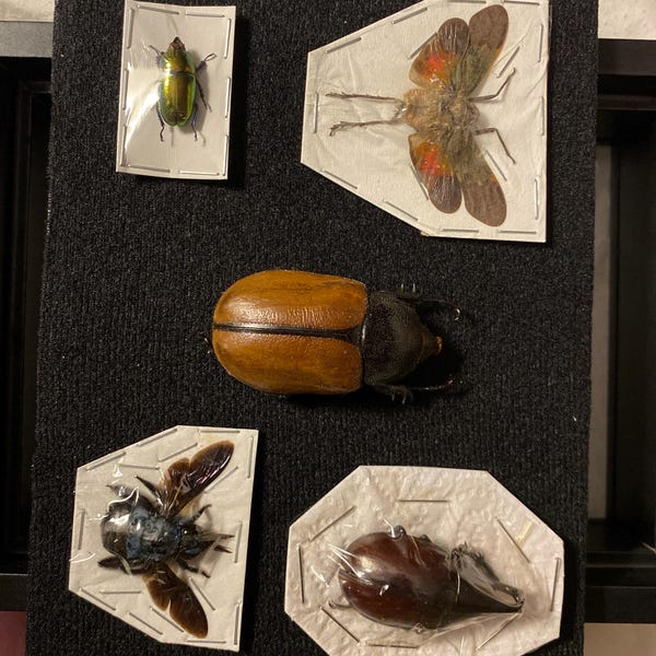 REAL Assorted Bugs and Beetles! Cool Insect Species From Around the ...