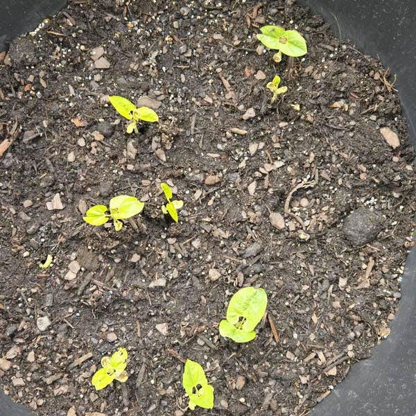 10 Edible Long Bottle Gourd Seeds/asian Indian Opo Squash/dudi/calabash ...