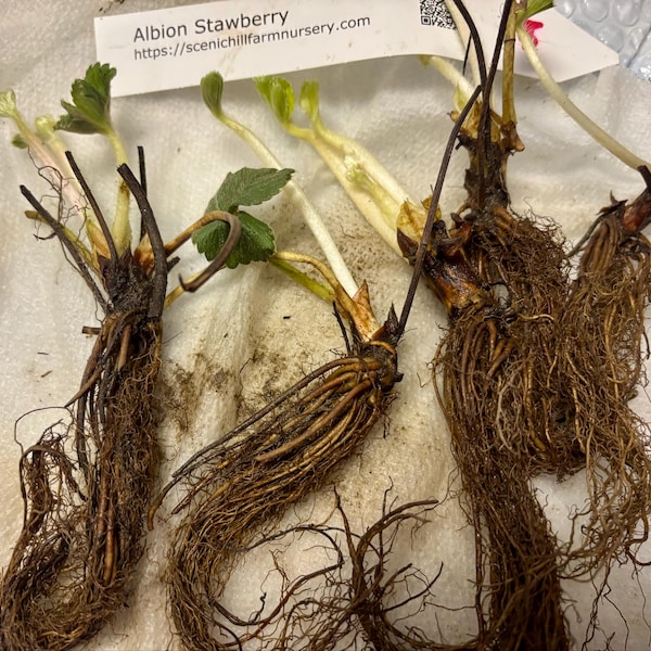 Cascade Harvest Red Raspberry- Very Large Firm Berries, Very Good ...