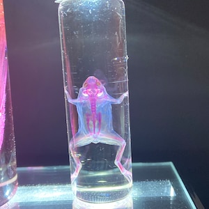Tiny Diaphonized Frog Specimen - Etsy