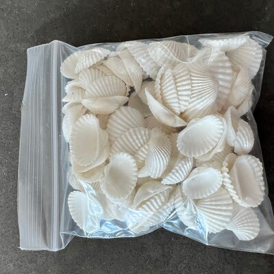 Ark Shells-baby Ark Shells-mini Shells for Crafting-small Shells Bulk ...