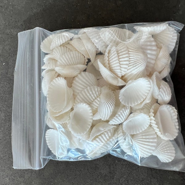 Ark Shells-baby Ark Shells-mini Shells for Crafting-small Shells Bulk ...
