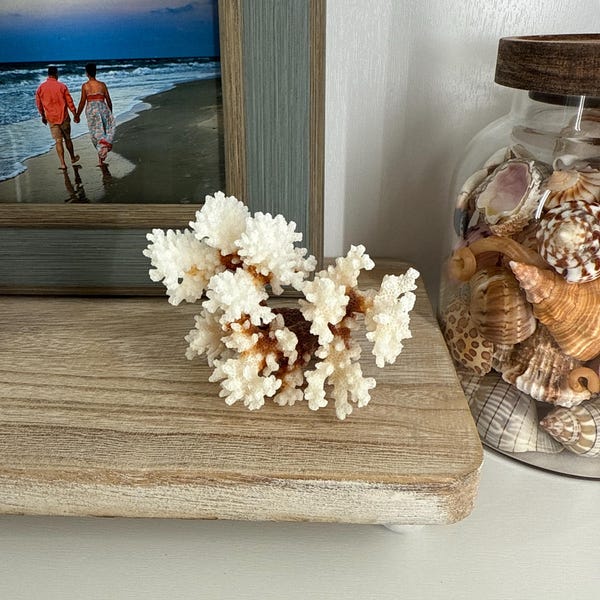 5 to 100 Pieces Clearance Sale Open Back Shells Real Ring Tops Cowrie ...