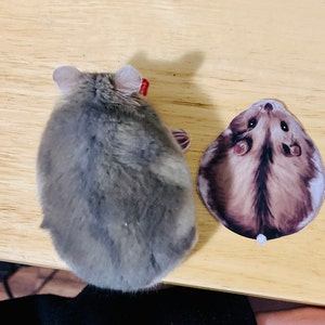 Realistic Hamster Illustration Stickers Cute Waterproof - Etsy