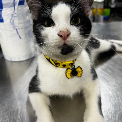 Checkered Cat Collar Black and White Checks Safety - Etsy