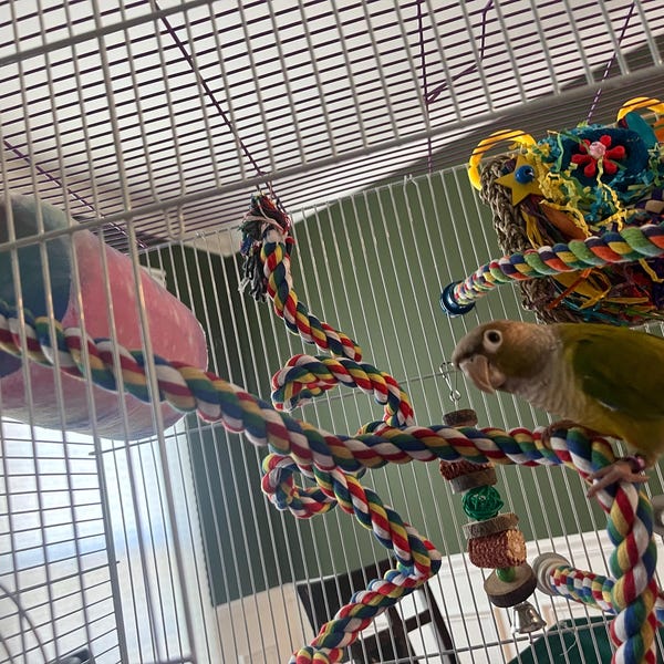 Custom Cozy Bird Tent Comfy Parrot Hut Pet Bird Bed Accessory Handmade ...