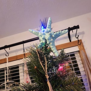 Real Jungle Mud Starfish Orange Brown Amber Color 1 to 3 Pcs 2 to 4 1/2 ...