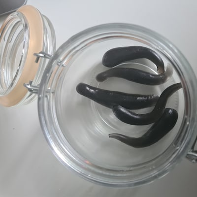 Larp Safe Rubber Leeches, Larp Medic, 5 Pack, Leach Healer, Plague ...