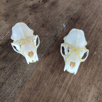 Exquisite Real Mink Skull Bone Specimen After Cleaned and Bleached - Etsy