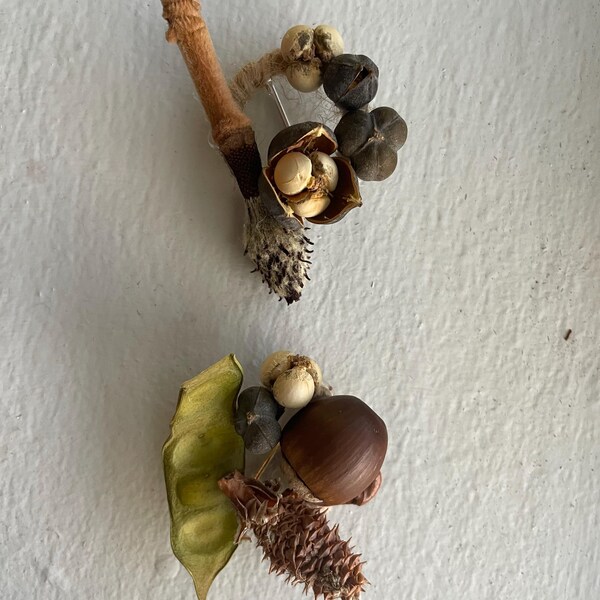Seed Pod Collection for Crafts, Dried Forest Treasures, Natural ...