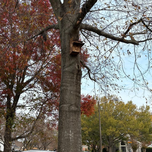 Durable Gray Squirrel Nesting Box – Wildlife Rehab Approved-predator ...