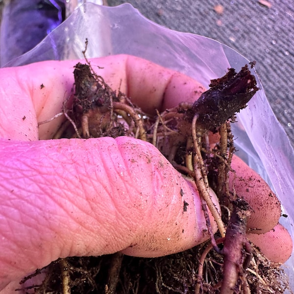 50 per Bundle Purple Coneflower Kim's Knee High Echinacea Bare-root - Etsy