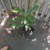 Edgar Mango TREE GRAFTED (2-4 Feet Tall). Ship to All States - Etsy