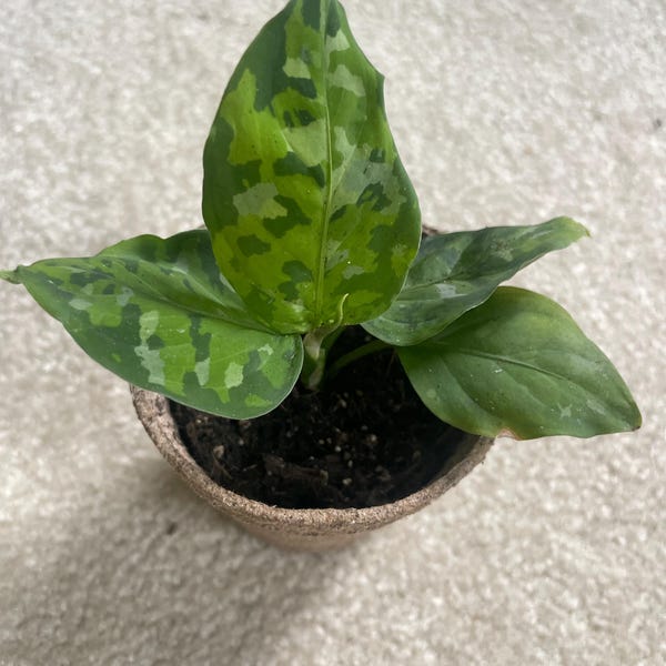Aglaonema Pictum Tricolor Starter Plant ALL Plants Require You to Purchase ANY 2 Plants - Etsy