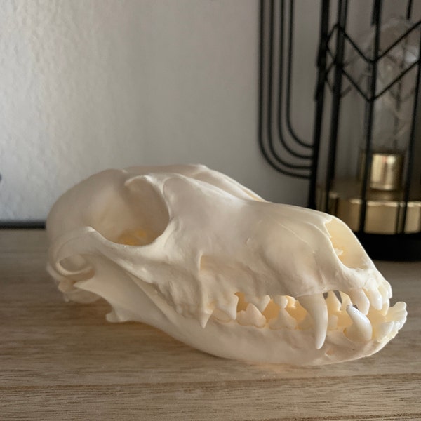 Real Arctic Fox Skull (vulpes Lagopus), Professionally Cleaned ...