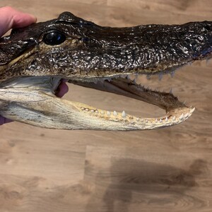 ALLIGATOR BONE DUST Voodoo Hoodoo Wicca Gothic Oddity - Etsy