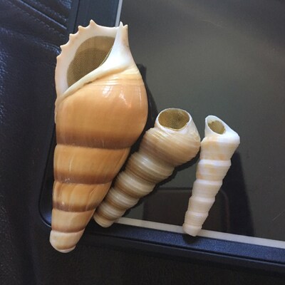 The Magic Conch Mini Size Caramel by Shellpipe free Pipe & Screens W ...