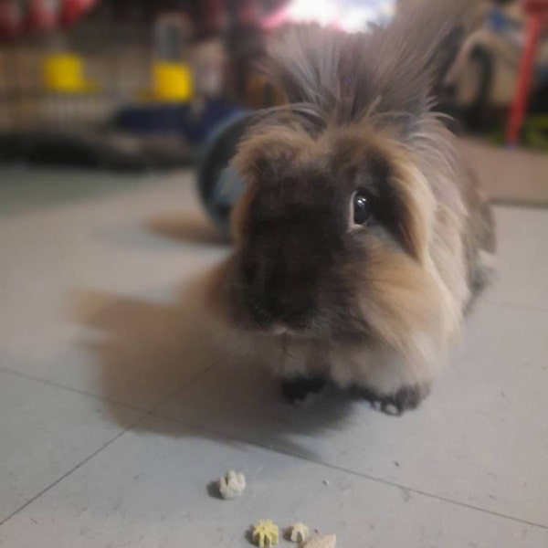 Bunny O's Cereal Treat, Rabbit Fruit Loops Inspired Treat, Small Animal ...