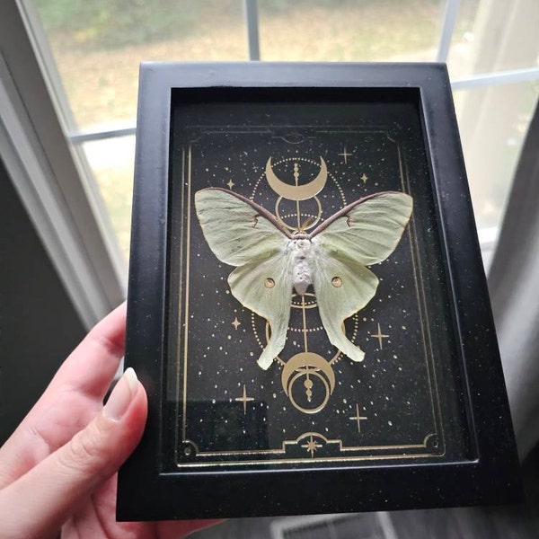 Framed Luna Moth Shadow Box: Gold Star Tarot Print Gothic Wall Decor - Etsy