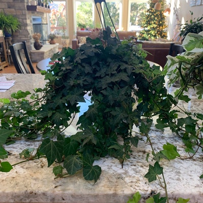 Elegant Trailing Vine-hedera Helix Scutifolia sweet Heart Ivy - Etsy