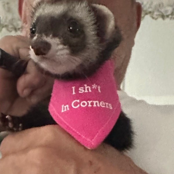 Sea Breeze Ferret Bandana - Ferret Scarf - Ferret Accessories - Clothes ...