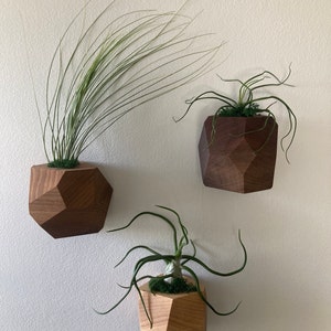 Tillandsia Bulbosa Alien Air Plant - Etsy