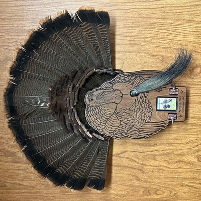 Personalized Double Wide Pheasant Tail Mount Plaque, Tail Feather ...