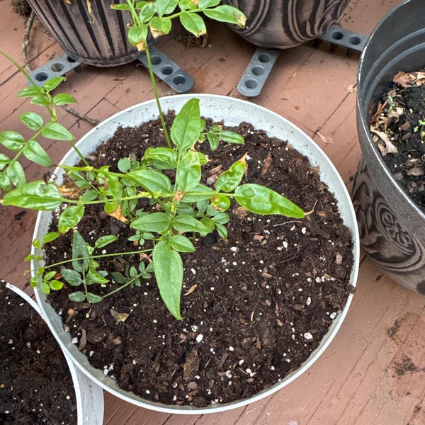 Starter Podocarpus Macrophyllus Maki Tree Outdoor Plant Landscape Live ...