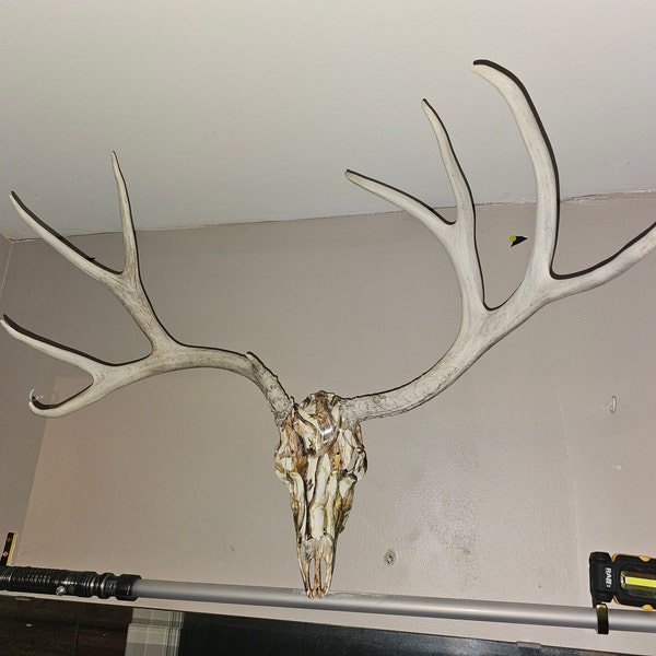 Natural Mule Deer Antlers. FRESH Finds, ANY SIZE. Crafting. Decor ...