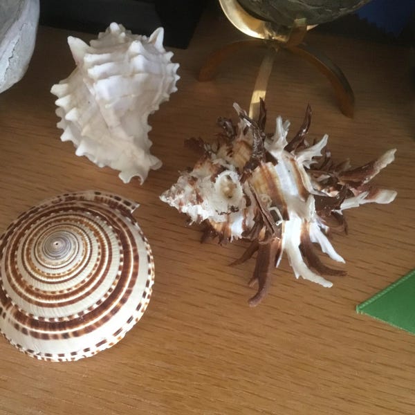 Brown Turkey Wing Seashells Ark Shells Arca Zebra Coastal Decor Beach ...