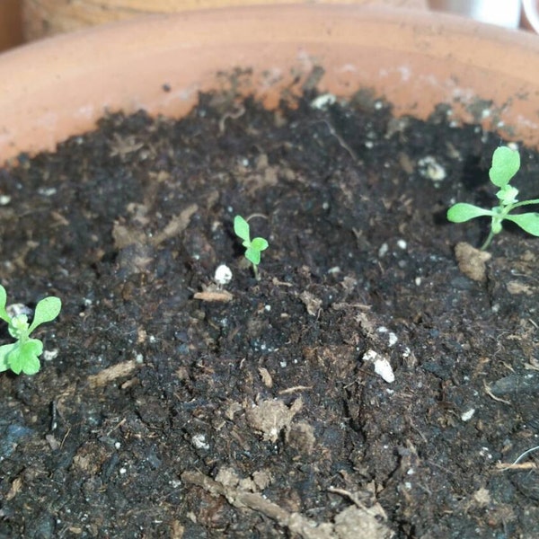 Wormwood, Absinthe - Artemisia Absinthium -- Medicinal Herb - Seeds - Etsy