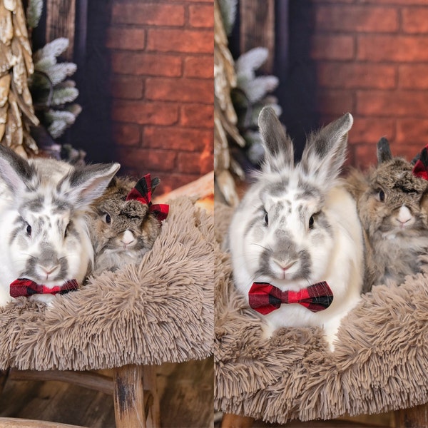 Tuxedo for Rabbits, Cats, Small Dogs, Bunny & Small Pets. Suit. Wedding ...