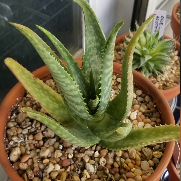 Large Soap Aloe, Aloe Maculata, Zebra Aloe, Aloe Macrocarpa | Beautiful ...