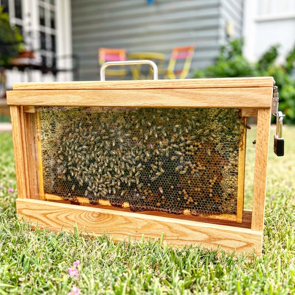 Observation Beehive | Honeybee Educational Hive | Made in the USA - Etsy