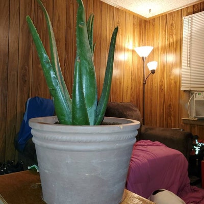 Agave Univittata Splendida Live Agave Plants Large Xlarge - Etsy