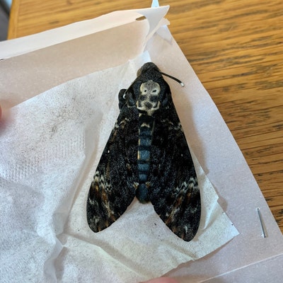 Death's Head Moth, Acherontia Atropos Hawkmoth, Real Specimen for ...