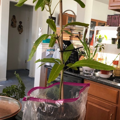 Indian Mango Kesar Tree Grafted One of the Best Mango in the World - Etsy