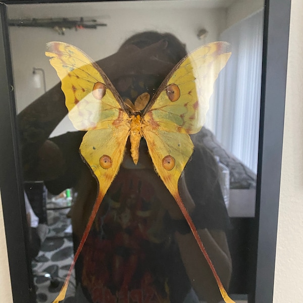 Real Framed Comet Moth (M) - Etsy