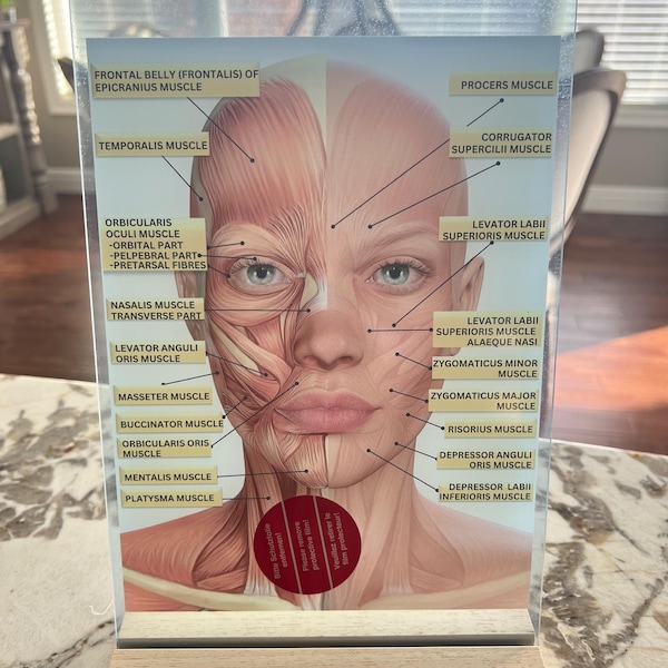 Male Facial Anatomy Muscles Rolled Poster, Medspa Nurse Injector Poster ...