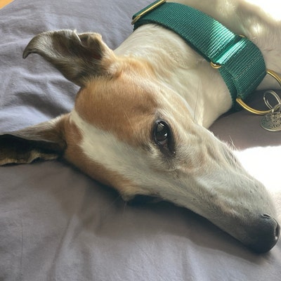 Emerald 'atacama' Whippet Greyhound Italian Lurcher Sighthound ...