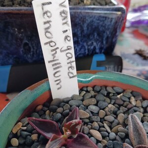 Female Head Face Ceramic Planter Pot Black Small With Drainage | Etsy